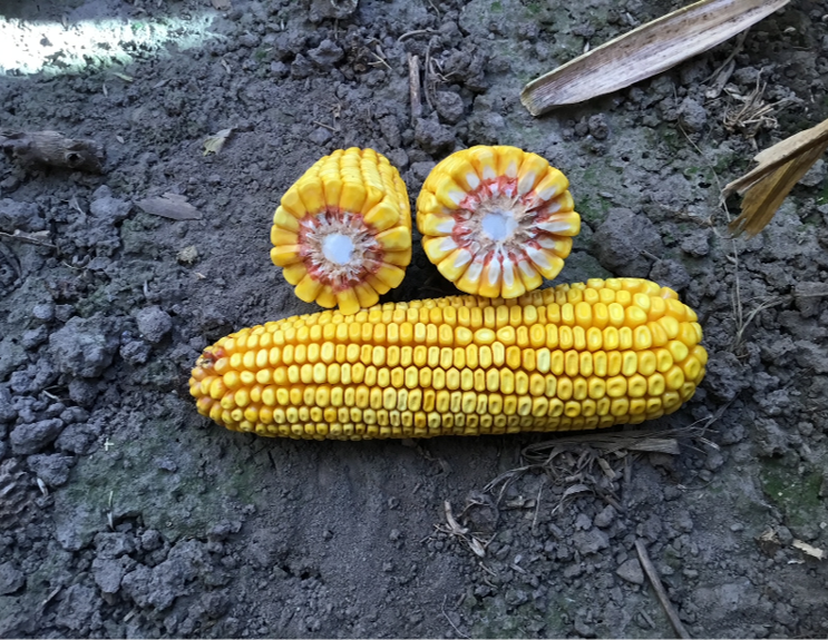 LG Seeds’ 2026 Seed Lineup Delivers Broad Agronomic Strength ...
